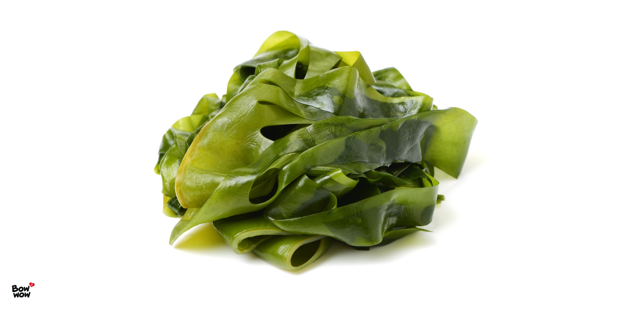 Kelpa - mořská řasa pro psy